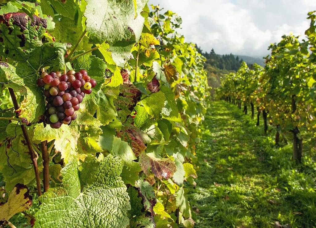 ¿Qué son las Cepas de vino?